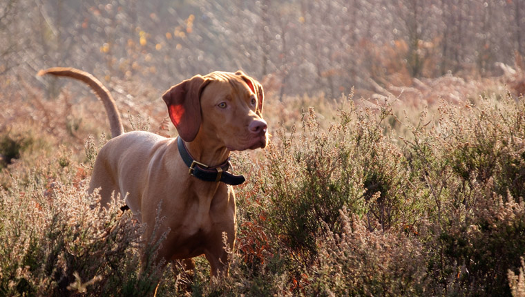 What Is The Sporting Dog Group? - DogTime
