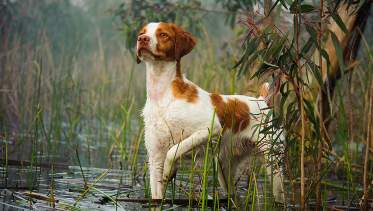 What Is The Sporting Dog Group? - DogTime