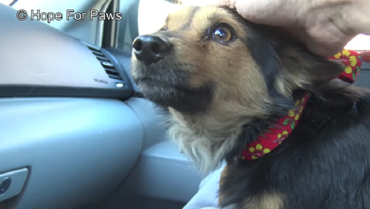 Hope For Paws RESCUE: Owner Got A New Dog And Didn't Want The Old One ...