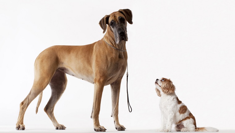 Are Big Dogs Smarter Than Small Dogs?