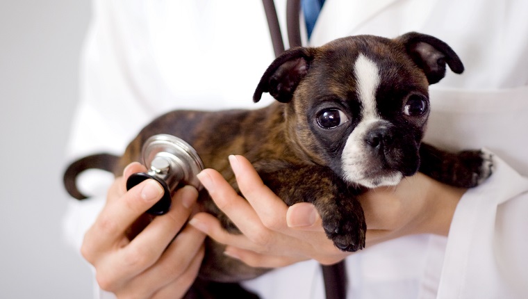 Here's Why DNA Testing Your Dog May Be A Bad Idea - DogTime