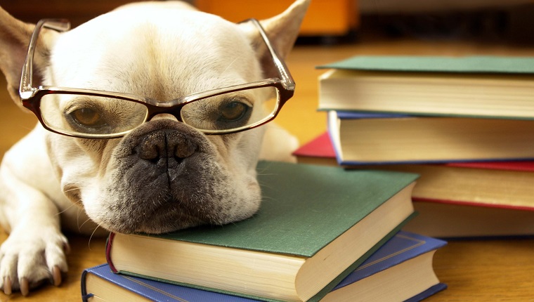 10 Top Rated, Classic Dog Training Books - DogTime
