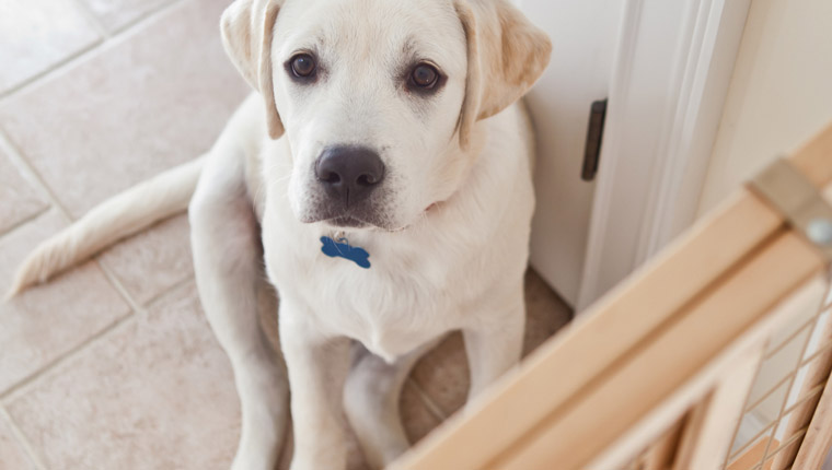 Everything You Need To Know About Dog Gates And Barriers - DogTime