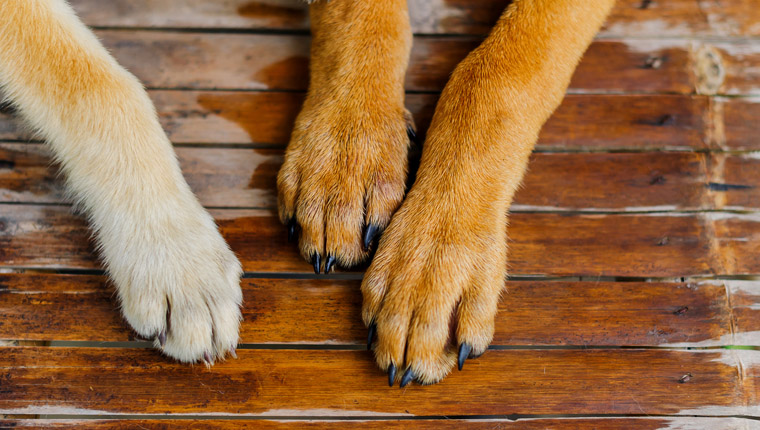 How To Safely Take Paw Prints Of Your Dog's Paws - DogTime