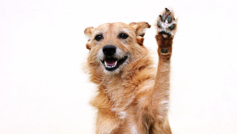 How To Safely Take Paw Prints Of Your Dog's Paws - DogTime