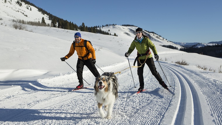 Skijoring Could Be A Fun Exercise To Stay Active With Your Dog In ...