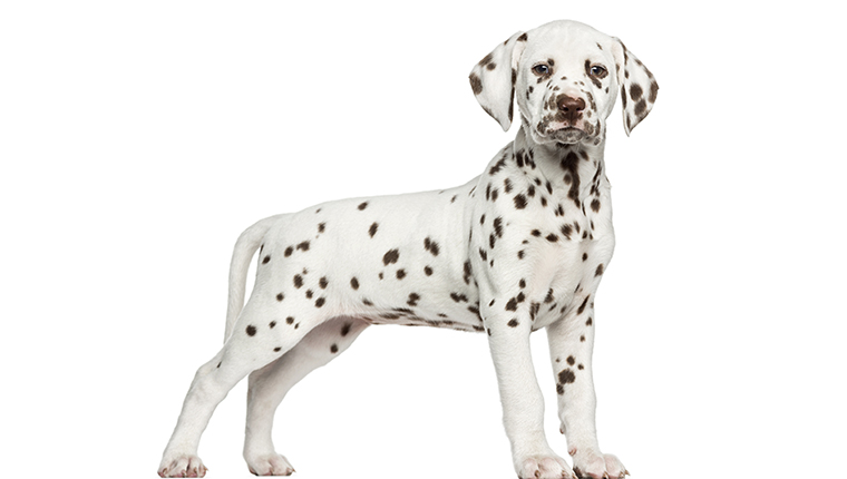 Dalmatian Puppy Pictures and Facts