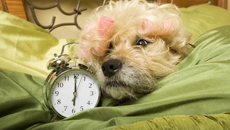 Why The Start Of Daylight Saving Time Drives Your Dog Bonkers - DogTime