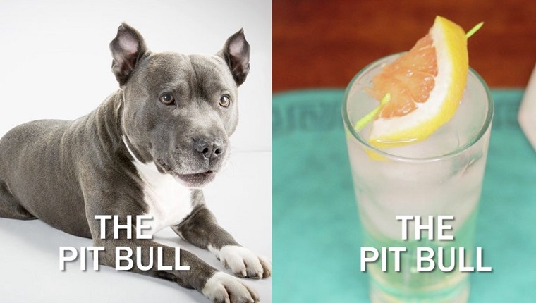 The 'Pit Bull Cocktail' Recipe For Pittie Lovers [VIDEO] - DogTime