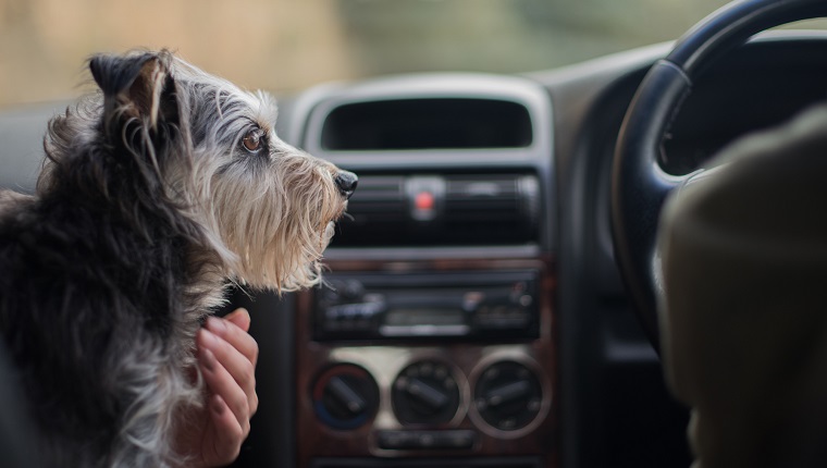 Will Tesla’s "Dog Mode" Keep Your Pooch Safer In The Car? - DogTime
