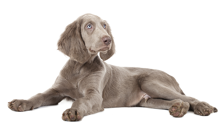Weimaraner Puppy Pictures and Facts