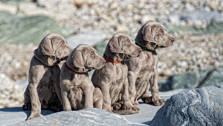 Weimaraner Puppy Pictures and Facts