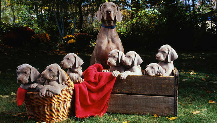 Weimaraner Puppy Pictures and Facts