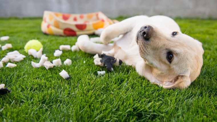 6 Dogs Throwing Epic Tantrums When They Can't Stay At The Dog Park ...