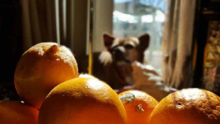 Can Dogs Eat Oranges? Are Oranges Safe For Dogs? - DogTime