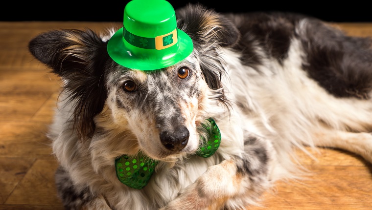 7 Best Dog Breeds To Celebrate With On Saint Patrick's Day - DogTime