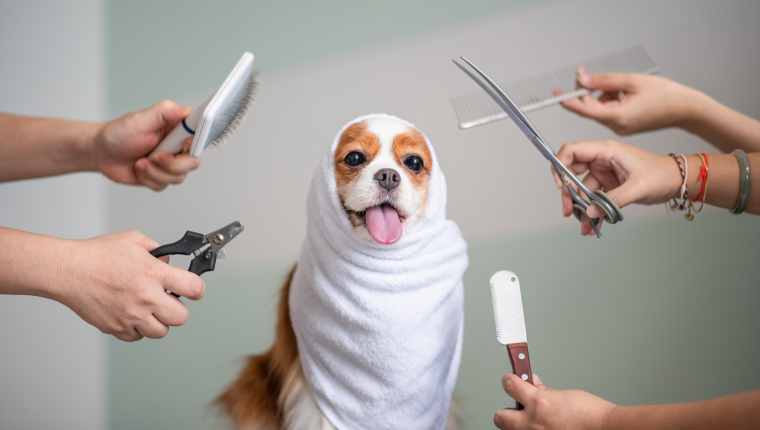 Dog Grooming: Doing It Yourself Vs. Going To A Professional - DogTime