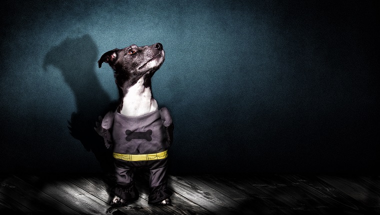 Heroic & Villainous Dog Names Inspired By DC Extended Universe Movies ...
