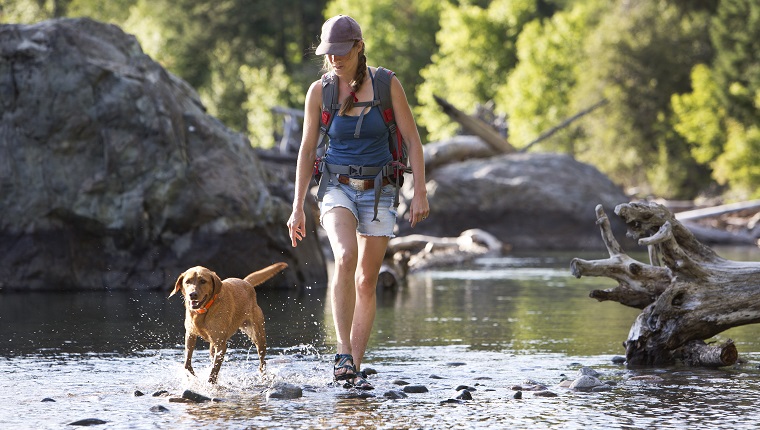 Outdoor Adventure: 5 Fun Ways To Get Fit With Your Dog This Summer ...