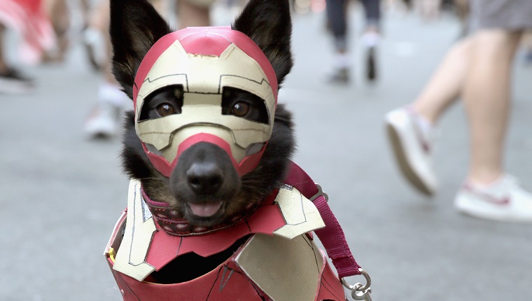 Heroic And Villainous Dog Names Inspired By The Marvel Cinematic ...