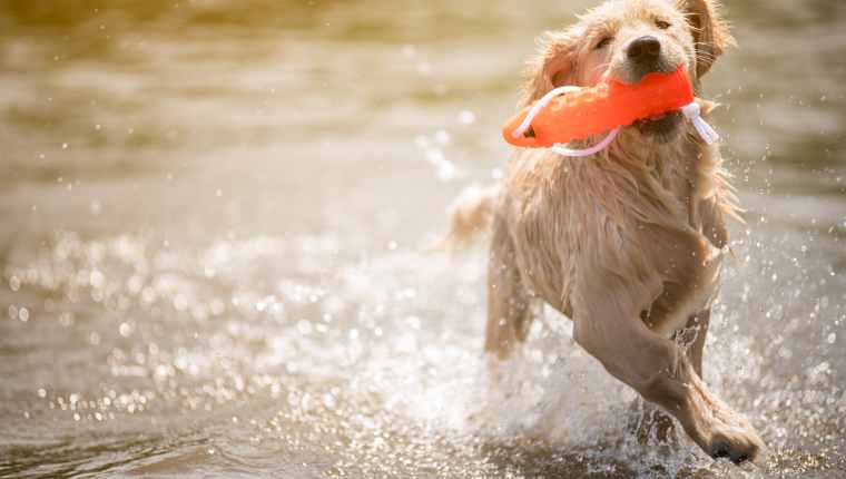 10 Breeds Of Dogs Who Love Swimming & Playing In Water - DogTime