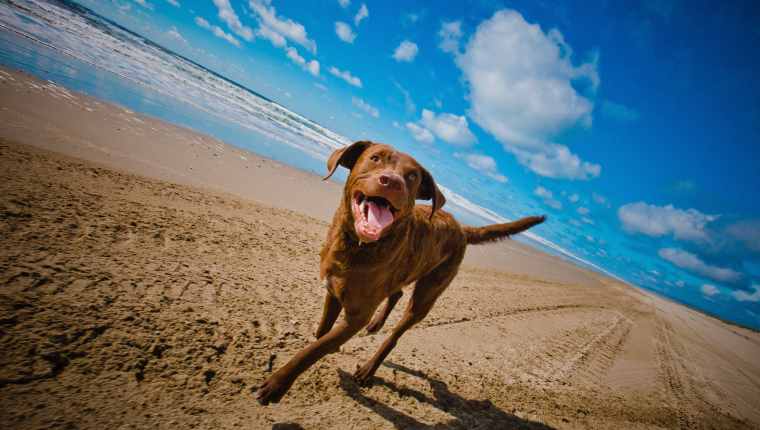 10 Breeds Of Dogs Who Love Swimming & Playing In Water - DogTime