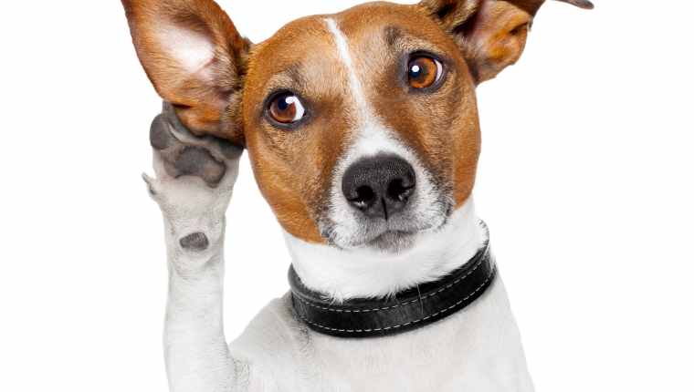 Can Deaf Dogs Learn Sign Language? - DogTime