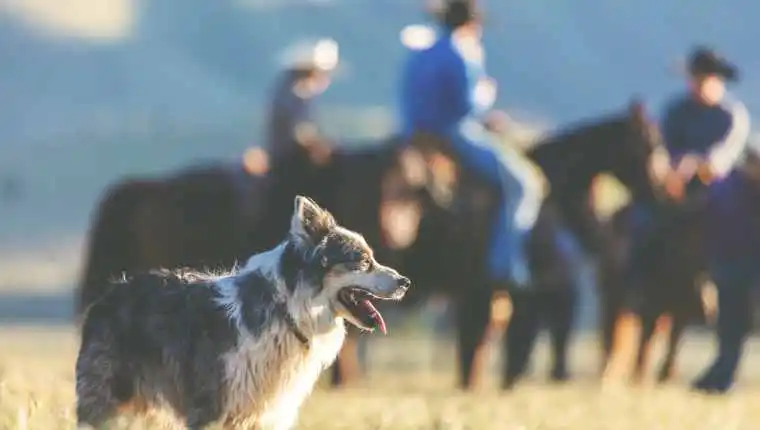 6 Best Loyal, Hardworking Farm Dog Breeds - DogTime