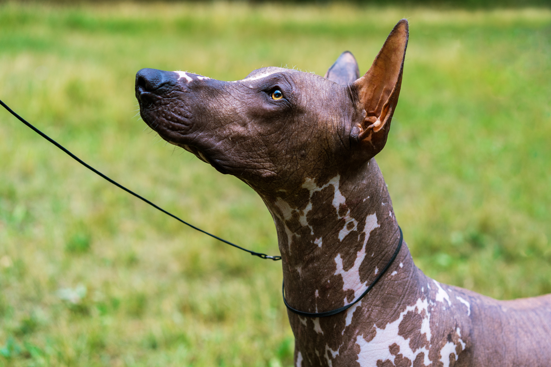 Xoloitzcuintli Dog Breed Information & Characteristics