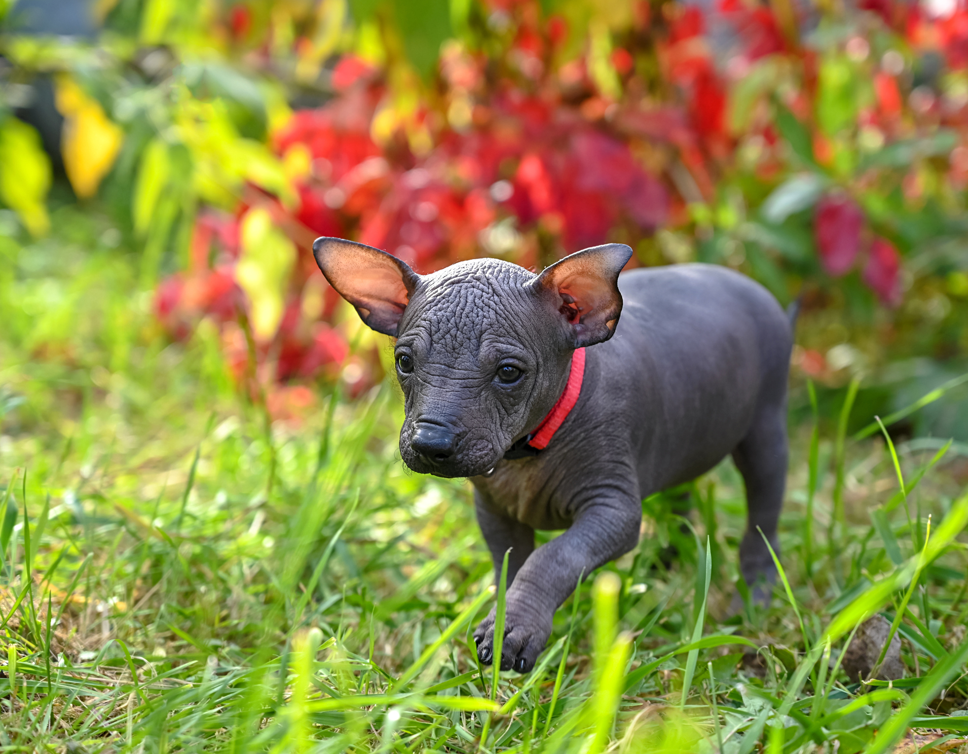 Xoloitzcuintli Dog Breed Information & Characteristics