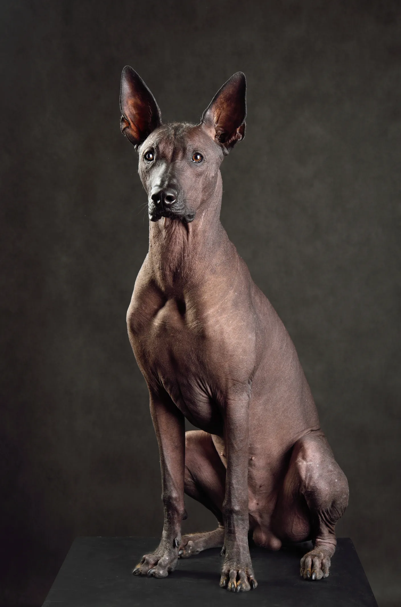 Xoloitzcuintli Dog Breed Information & Characteristics