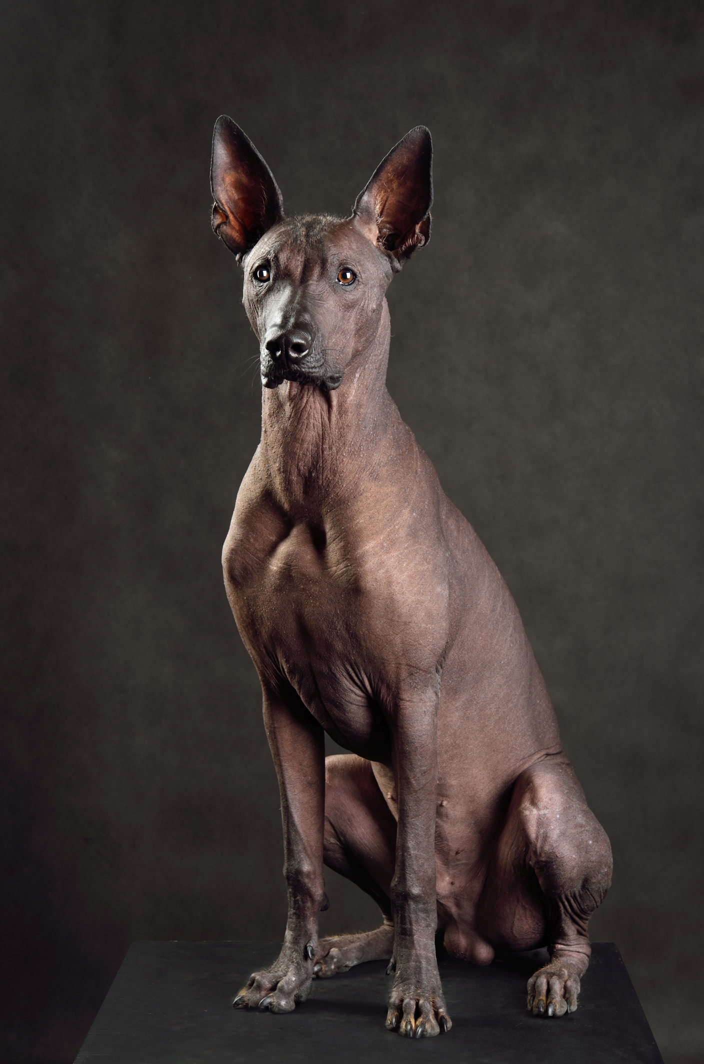 Xoloitzcuintli Dog Breed Information & Characteristics