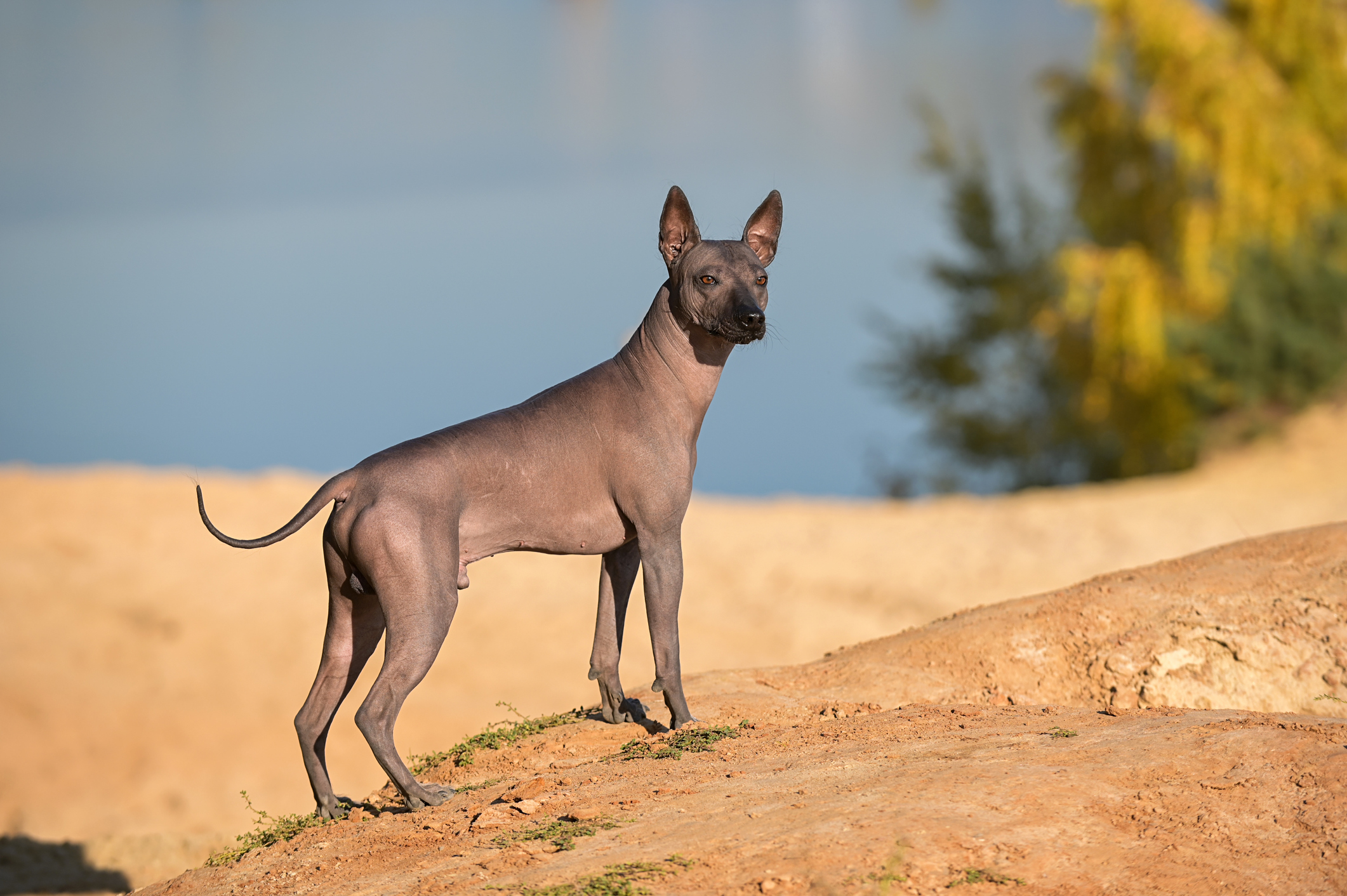 Xoloitzcuintli Dog Breed Information & Characteristics