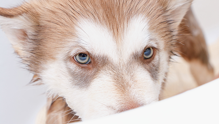Alaskan Malamute Puppy Pictures and Facts