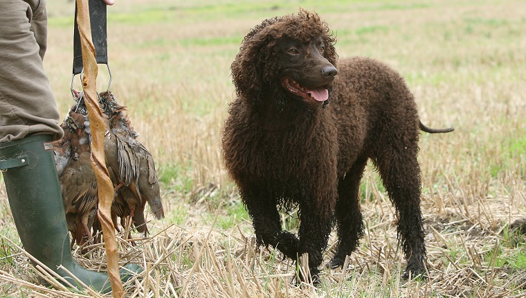 10 Breeds Of Dogs Who Love Swimming & Playing In Water - DogTime