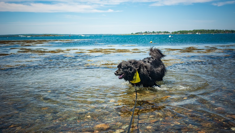 10 Breeds Of Dogs Who Love Swimming & Playing In Water - DogTime