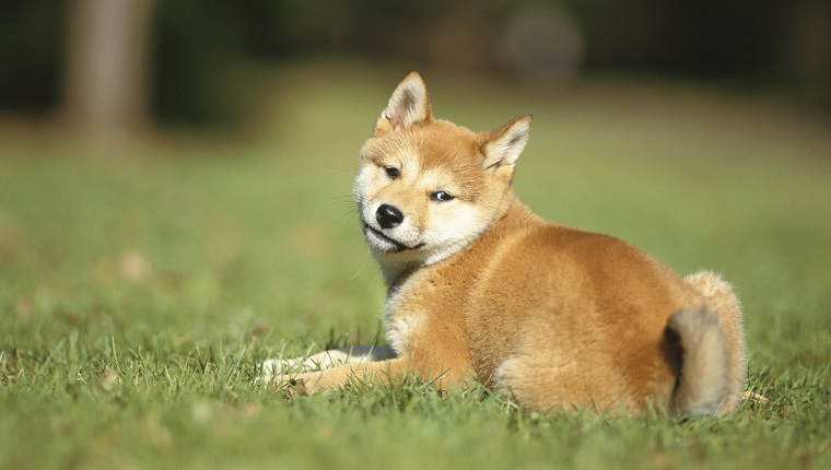 Is Your Dog Healthy? Their Farts Might Tell You! - DogTime