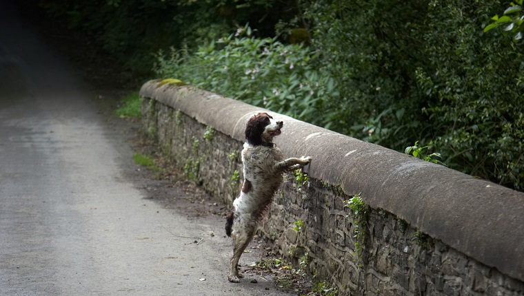What Really Happens On The 'Dog Suicide Bridge' In Scotland? - DogTime