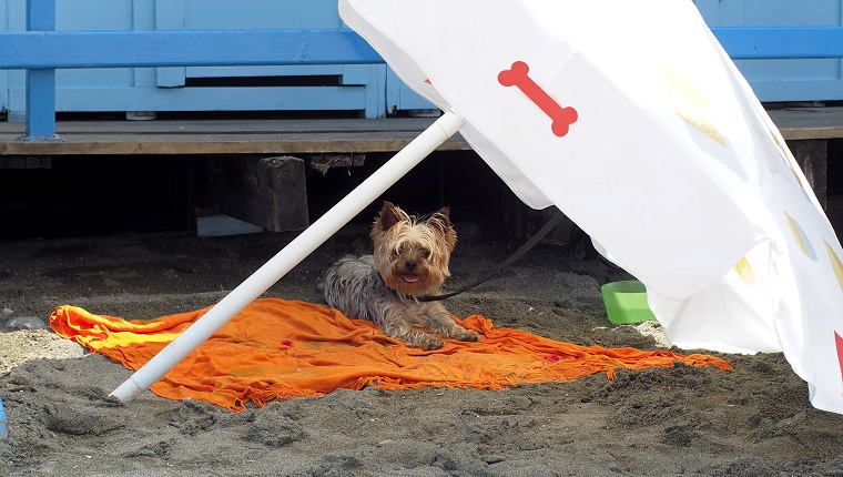 Sunscreen For Dogs: Everything You Need To Know - DogTime