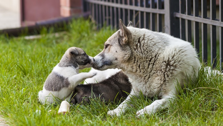 Happy Mother's Day: 6 Amazing Mama Dogs Who Saved Their Babies [VIDEOS ...