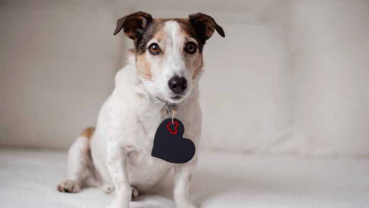 Nurse Uses Old Human Pacemakers To Save Dogs With Heart Issues - DogTime