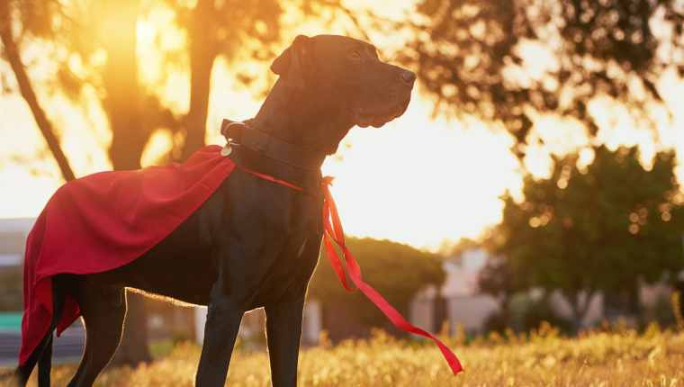 Dogs On Duty: 5 Hero Dogs Who Saved People's Lives - DogTime