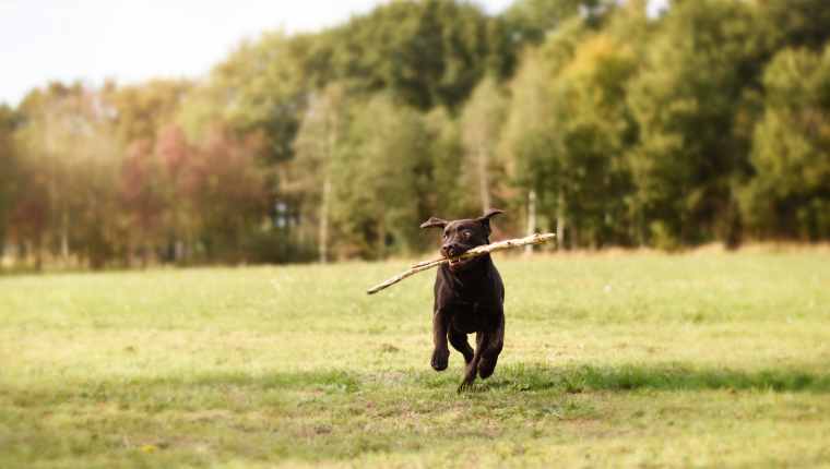Fur Laughs: Watch These Dogs Play With Some Pretty Unusual Toys [VIDEOS ...