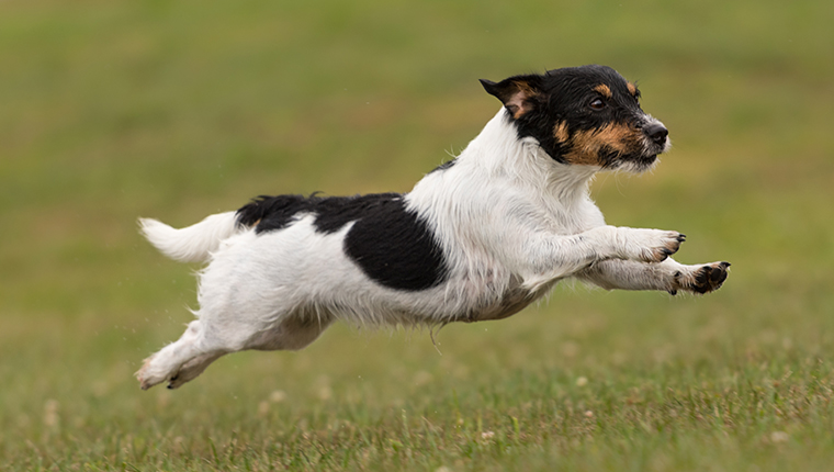 Jack Russell Terrier Puppy Pictures and Facts