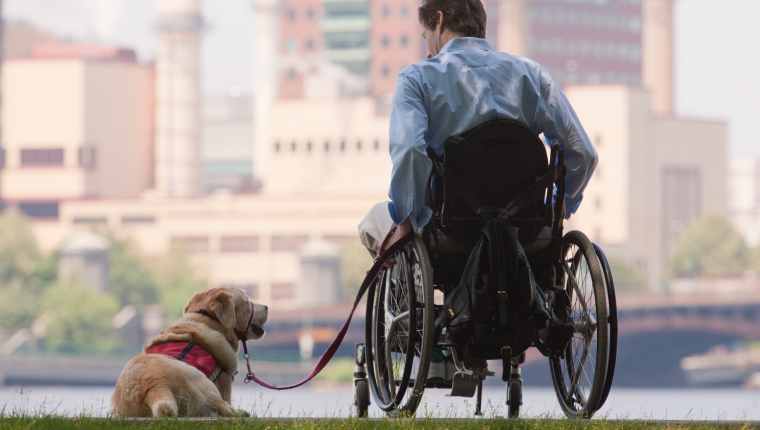 5 Of The Best Service Dog Breeds For Those With Disabilities Or Medical ...