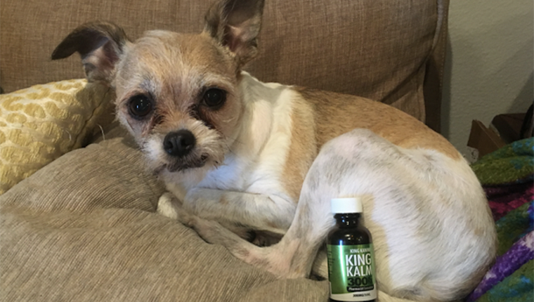 DogTime Review: Does King Kanine's King Kalm CBD Oil Really Bring The ...