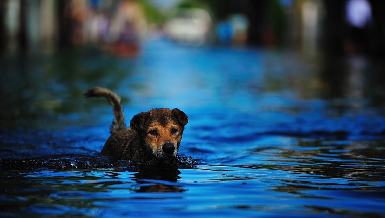 Flood Preparedness & Safety Tips For Dog Parents - DogTime