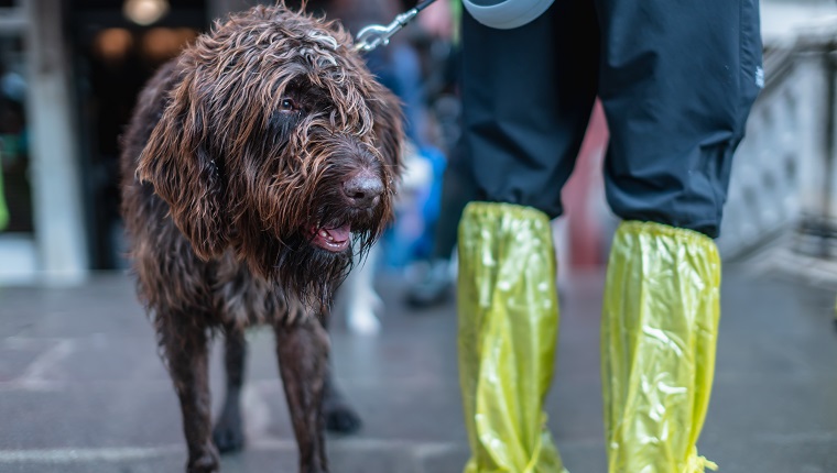 Flood Preparedness & Safety Tips For Dog Parents - DogTime