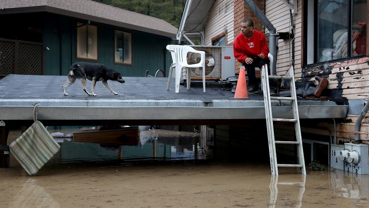 Flood Preparedness & Safety Tips For Dog Parents - DogTime