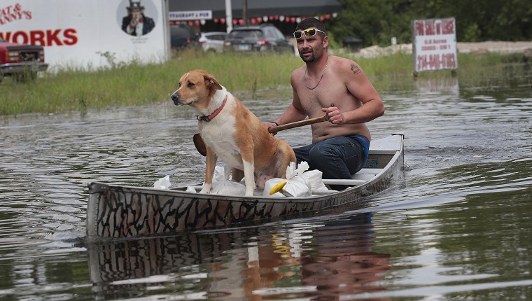 Flood Preparedness & Safety Tips For Dog Parents - DogTime